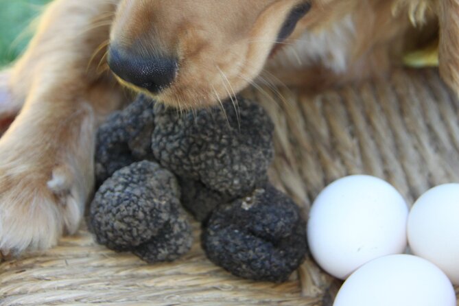 Truffle Hunting and Handmade Pasta in Ascoli Piceno - FAQs