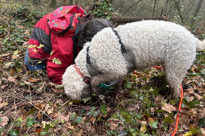 Truffle Hunting and Lunch in Piedmont Trattoria - Who Will Find This Tour Most Rewarding?