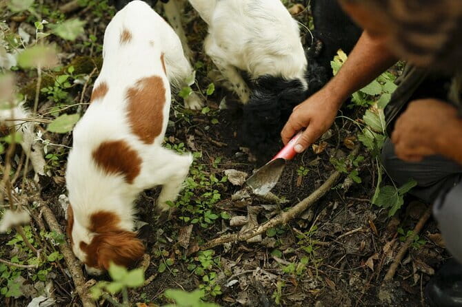 Tuscany Truffle Hunt: a 5-hour Gourmet Culinary Adventure - What to Keep in Mind