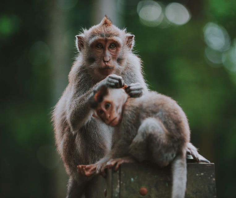 Ubud All-In-One: Waterfalls, Rice Fields, Swing, Monkeys - Value and Practical Details