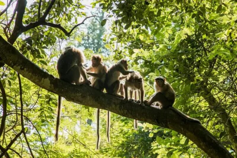 Ubud Bliss Tour - Rice terrace, monkey forest, infinity pool - Who Will Enjoy This Tour?