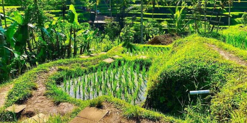 Ubud: Monkey Forest, Waterfall, and Rice Terrace Tour - FAQ