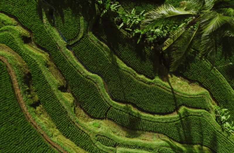 Ubud: Monkey Forest, Waterfall, and Rice Terrace Tour - Value for Money