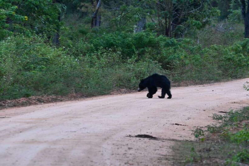 Udawalawa National Park: Safari & Elephant Transit Home Tour - Final Thoughts