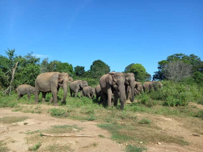 Udawalawe National Park: Half-Day Safari Tour - The Value for Money