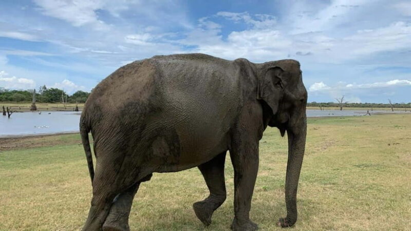 Udawalawe National Park Wildlife Safari from Hambantota Port - Who Would Love This Tour?