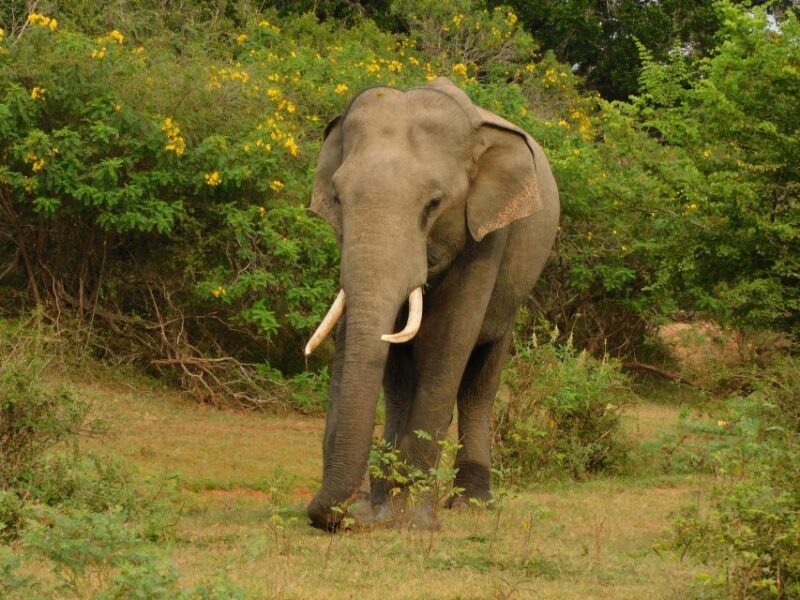 Udawalawe Safari Tour from Hambantota Port(Shore Excursion) - Final Words