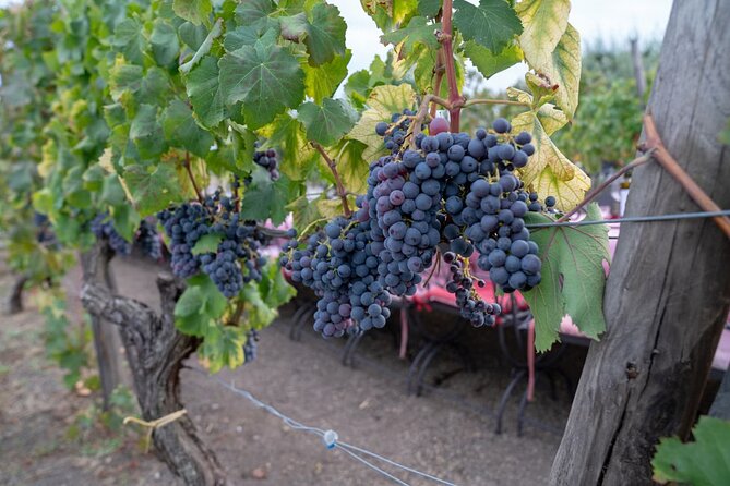 Vesuvius Wine Tasting Experience with Lunch Included - FAQs