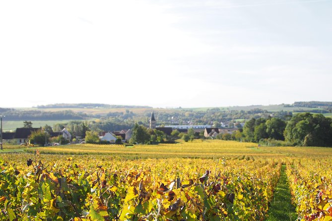 Vineyard tour & Tasting of all our lineup - Authenticity and the Experience’s Unique Value