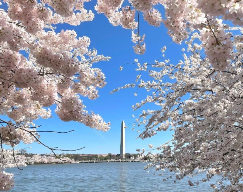 Washington DC: City Sightseeing Private Limousine Tour - Considerations and Potential Drawbacks