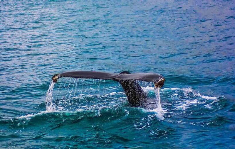 Whale Watching Day Tour to Mirissa - Who Should Consider This Tour?