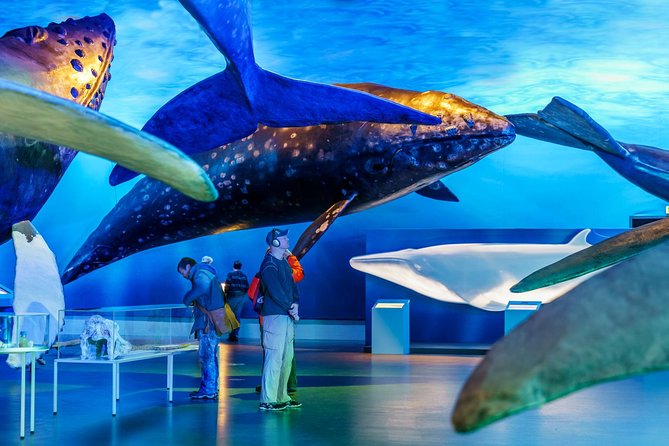 Whales of Iceland from Land and Sea - FAQs