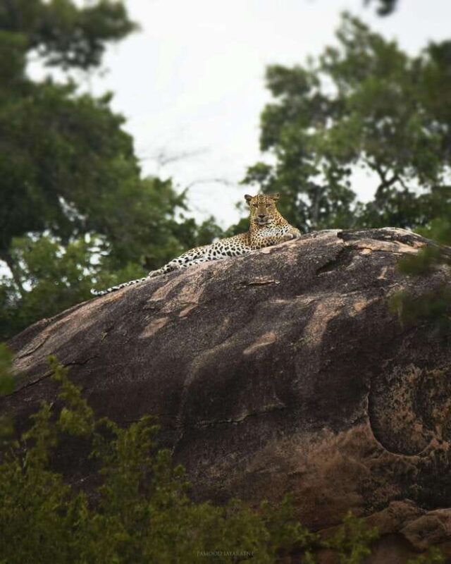 Wilpattu leopard safari from colombo with jeep 4x4 & guide - The Sum Up