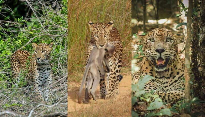 Wilpattu National Park: Morning or Evening Jeep Safari - Practical Tips for the Safari