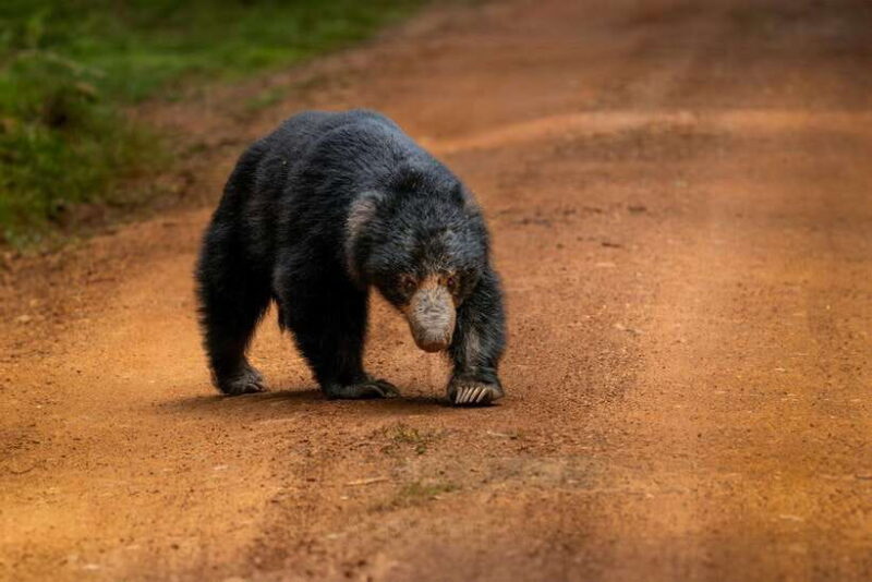 Wilpattu National Park Safari Guided by NATURALIST / RANGER - Who This Tour Suits Best
