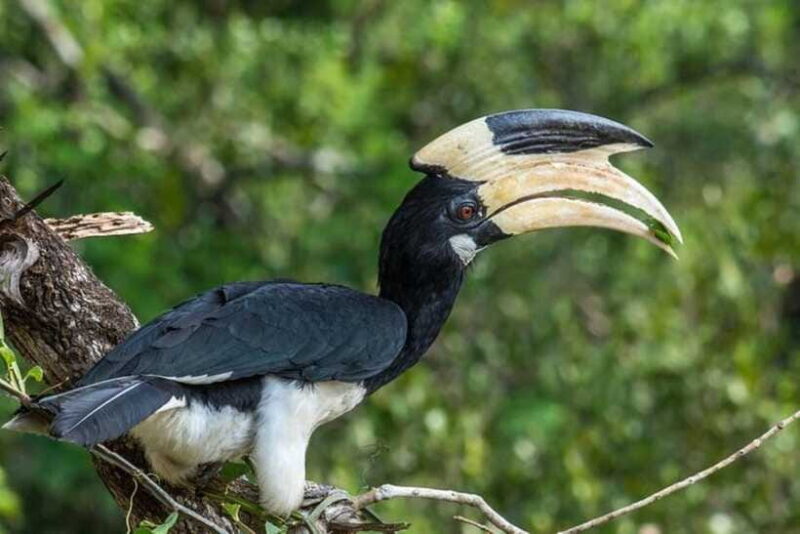 Wilpattu National Park Safari Jeep Tour - FAQ