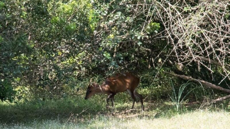 Wilpattu National park with Safari jeep & Entrance ticket - Practical Tips for Making the Most of Your Safari