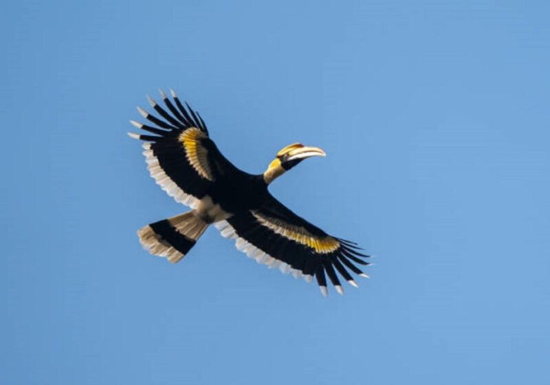 Wonders of Wildlife: 4-Day Chitwan National Park Tour - Scenic Sunsets and Sunrises