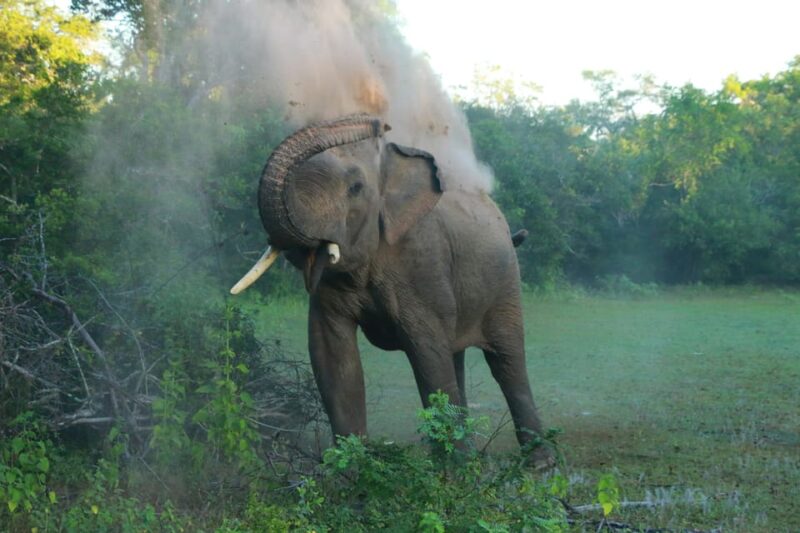 Yala block 5 & 6 (Weheragala & Lunugamwehera) Safari Tours - The Experience of the Guides