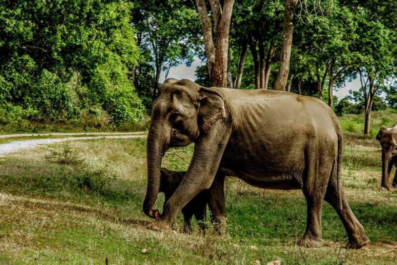 Yala National Park - All Inclusive Safari Day Tour - The Real Value of the Tour