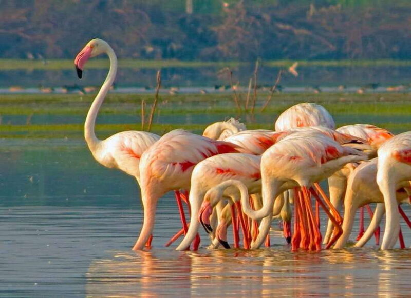 Yala National Park: Morning or Afternoon Safari Tour (5 h) - What’s Included and What’s Not