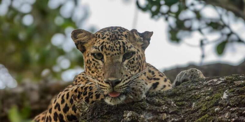 Yala National Park: Private Full Day Safari (04:00-18:00) - Practical Tips for Travelers