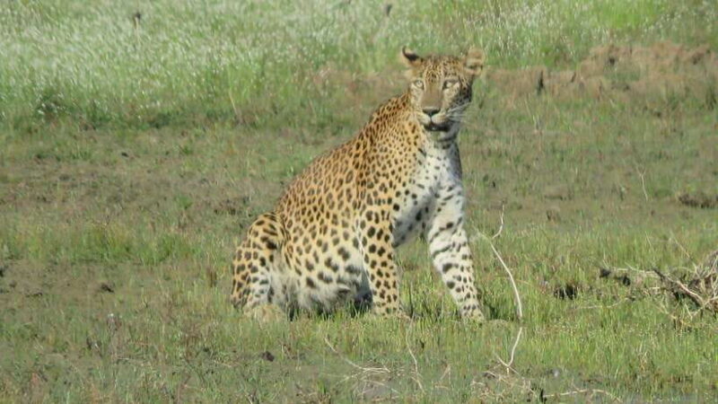 Yala National Park Safari : 3 Options ( 5 h/7 h/ 12 h ) - FAQ