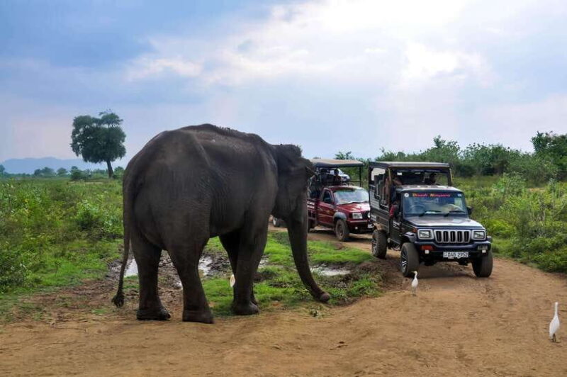 Yala National Park Safari from Tangalle - The Value of the Tour