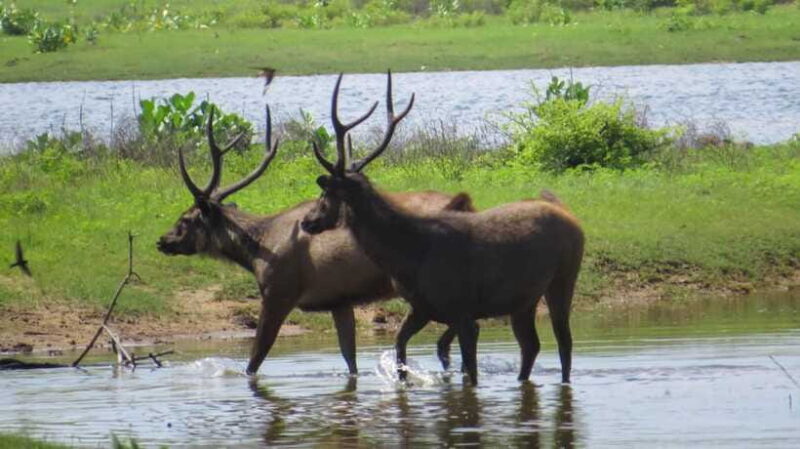 Yala National Park Safari from Weligama - Transport and Comfort