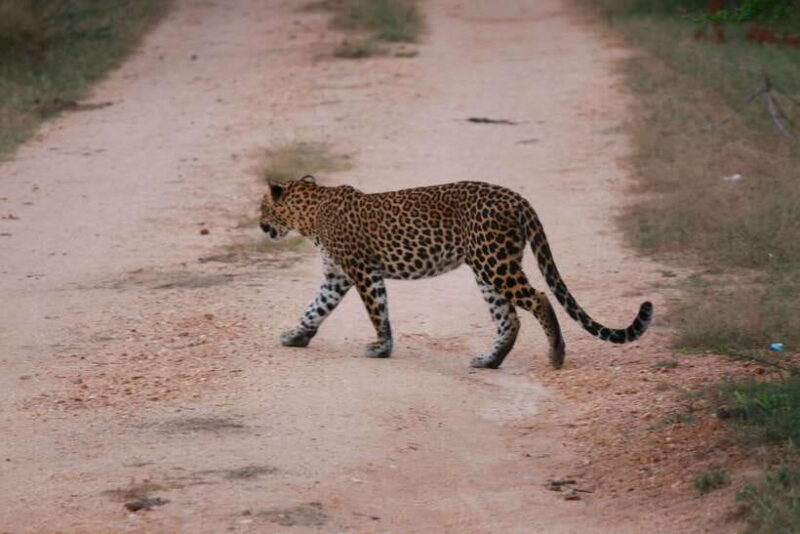 Yala National Park Safari Tour from Hambantota Port - Experience Quality and Customer Feedback