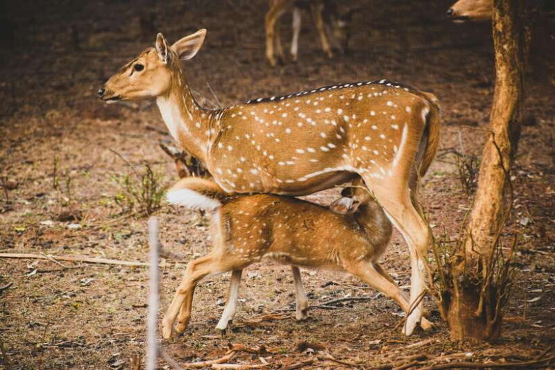 Yala National Park Safari Tours - Half Day & Full Day - Final Thoughts: Who Should Consider This Tour?