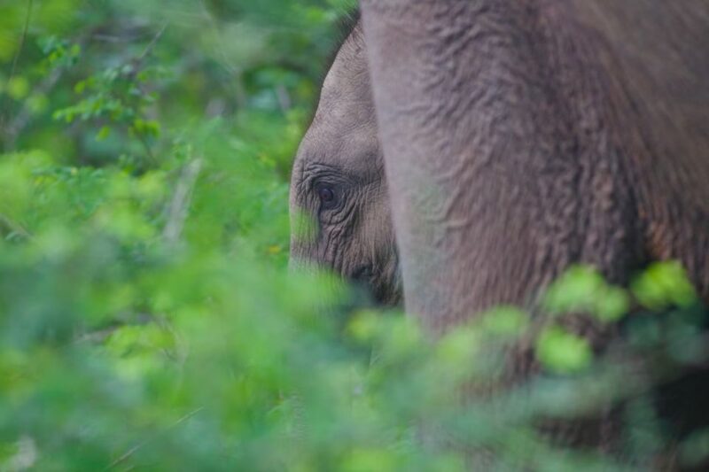 Yala National Park Wildlife safari from Galle - Summary: Who Is This Tour Best For?