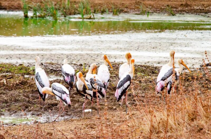 Yala National Park Wildlife safari from Mirissa - Who This Tour Is Best For