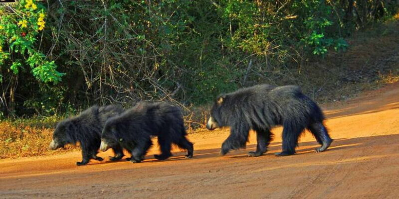 Yala Safari (Private) from Yala & Tissamaharama area. - Final Thoughts: Is It Worth It?