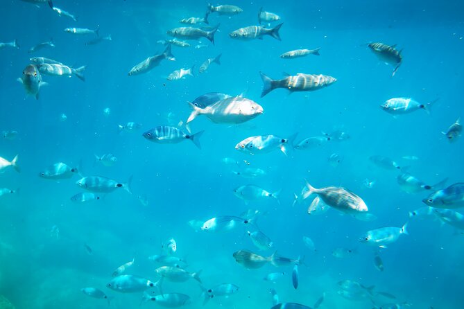 1-Hour Guided Semi-Submarine Tour to Isola Bella - The Experience: What You Can Expect
