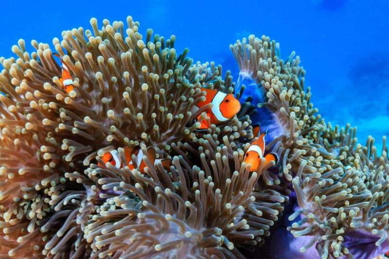 3 Fun Dives for Certified Diver Phi Phi islands &Shark Point - Authentic Traveler Perspectives