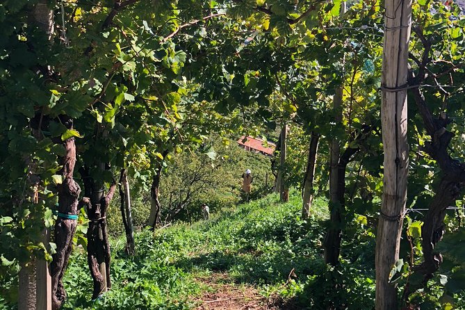 A Sparkling Day in the Prosecco Hills from Venice by Yellowboot - Value and Practical Details