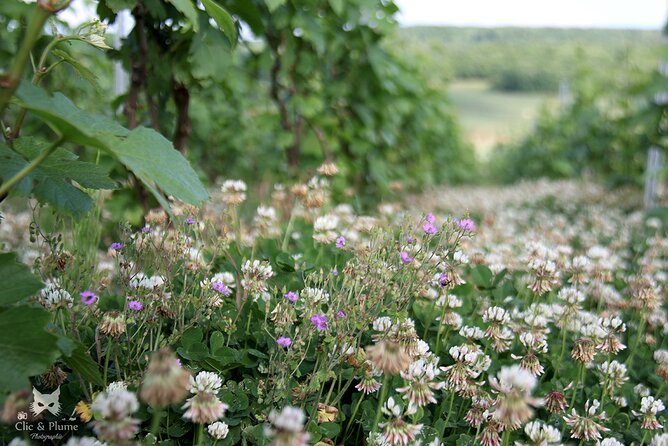 A unique sensory experience in the vineyards - Final Thoughts