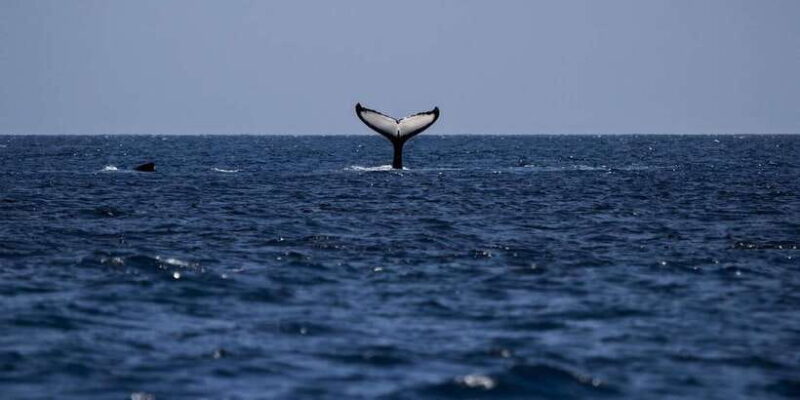 All Inclusive Mirissa Whale and Dolphin Watching Boat Ride - FAQ
