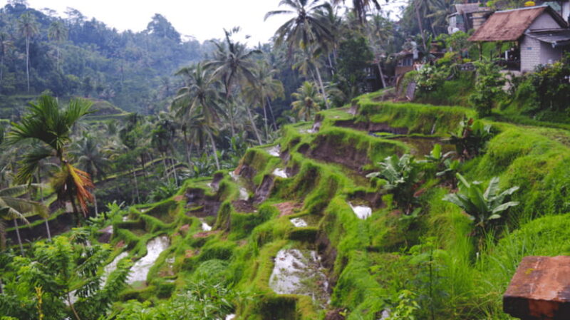 All-Inclusive Private Ubud Tour with Jungle Swing - Final Verdict