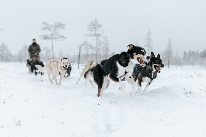 Arctic Animals Adventure with Lunch Buffet - FAQ