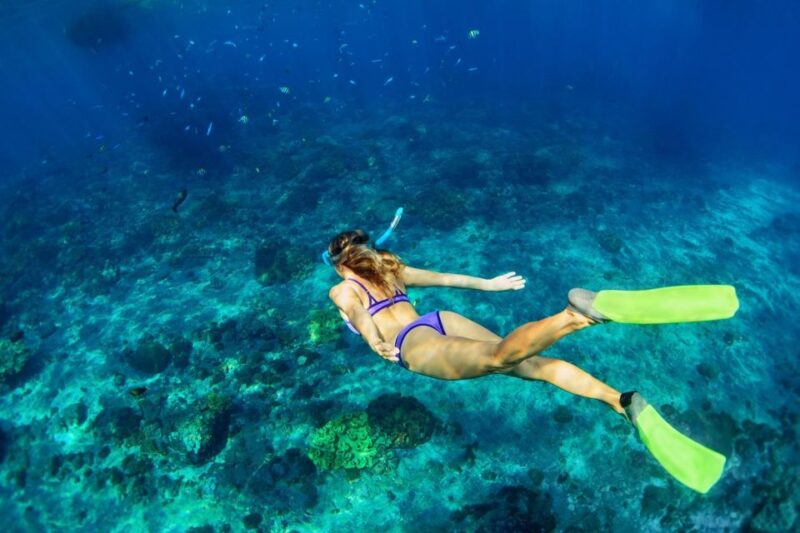 Bali/Lovina: Dolphin Snorkeling, Swimming & Waterfall Tour - Frequently Asked Questions