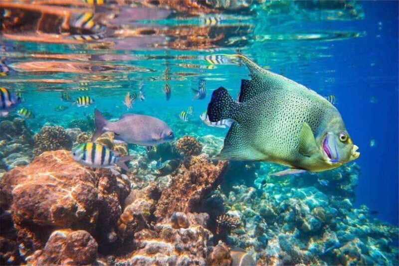 Bali: Snorkling Blue Lagoon Beach include Lunch & Transport - Pricing and Value