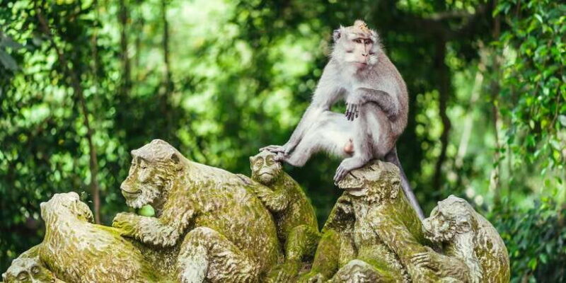 Bali: Ubud and Tanah Lot Small Group Guided Tour - FAQ: Your Practical Questions Answered