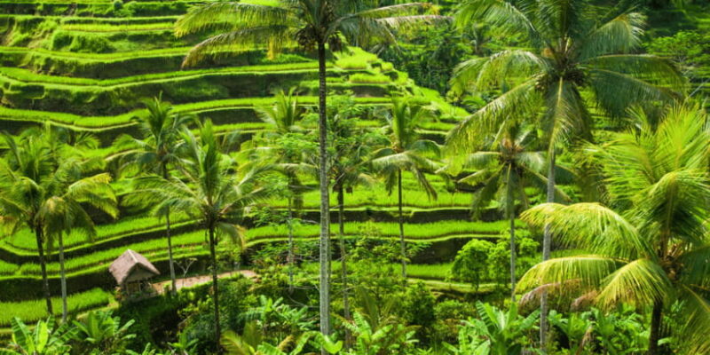 Bali: Ubud Rice Terraces, Monkey Forest & Waterfall Tour - The Sum Up