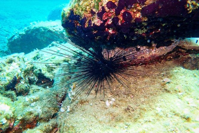 Beginner Diving Experience in Ligaria Bay - Reviews and Real Traveler Insights