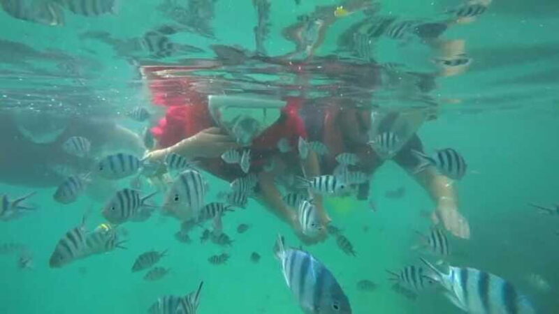 Bintan Snorkeling - Authentic Experiences and What Travelers Say