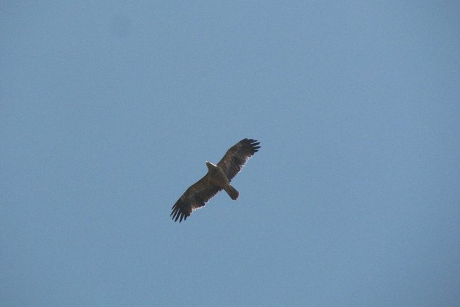 Birdwatching day around Castro Verde - The Sum Up