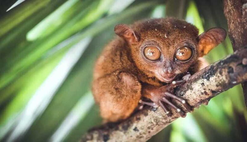 Bohol Countryside Tour - Why This Tour Warrants Your Consideration