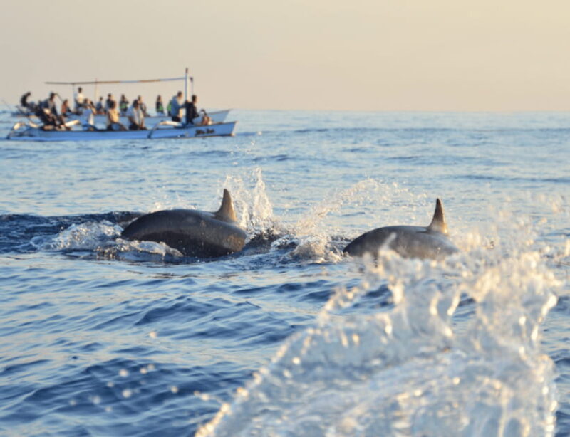 Bohol: Panglao Island Hopping & Dolphin Watching Tour - FAQs